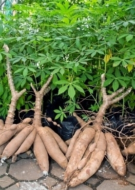 Best Cassava Manioc, Rankings, Benefits, Cancer Cure & Experience ...