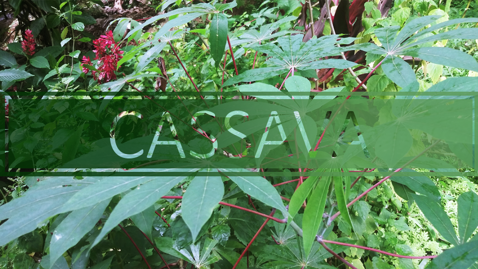 Best Cassava Manioc, Rankings, Benefits, Cancer Cure & Experience ...